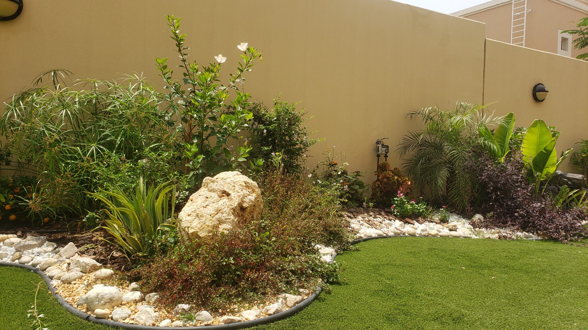 Top 10 Outdoor Plants to Thrive in Dubai – FairymeadowsLandscape